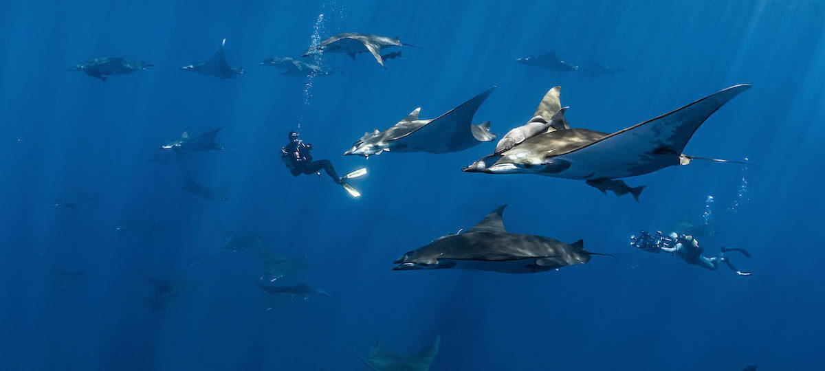Diving experience to see manta rays in the Azores – Novidades – The ...