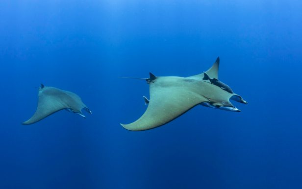 Diving experience to see manta rays in the Azores – Novidades – The ...