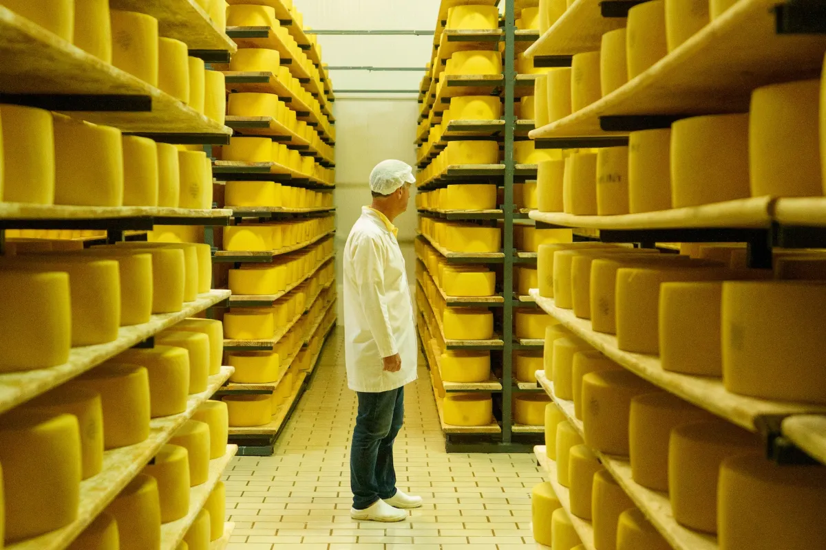 São Jorge Cheese Could be a UNESCO Intangible Cultural Heritage ...