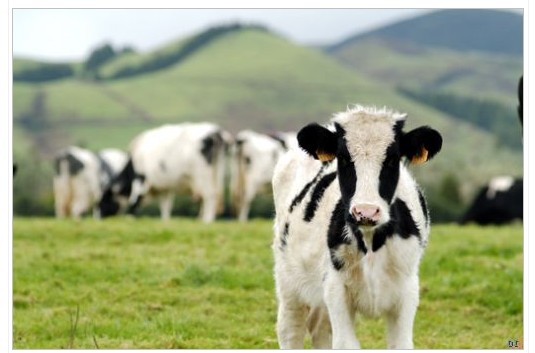 Record Prices for Azorean Live Cattle as Global Shortages Drive Demand ...